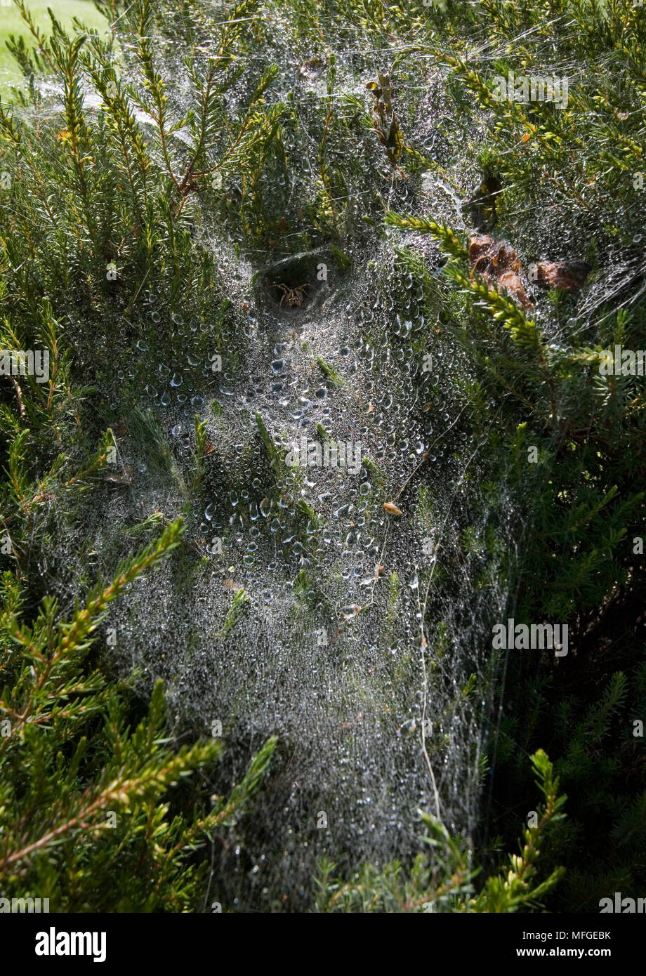 Web of labyrinth spider 670 hi-res stock photography and images - Alamy