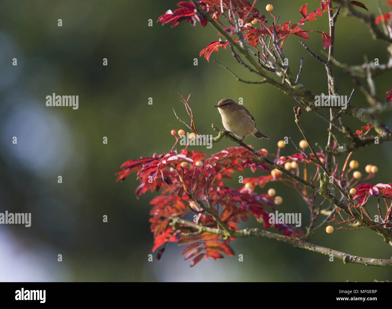 CHIFFCHAFF (Phylloscopus collybita) in Rowan tree, Sussex, UK Stock ...