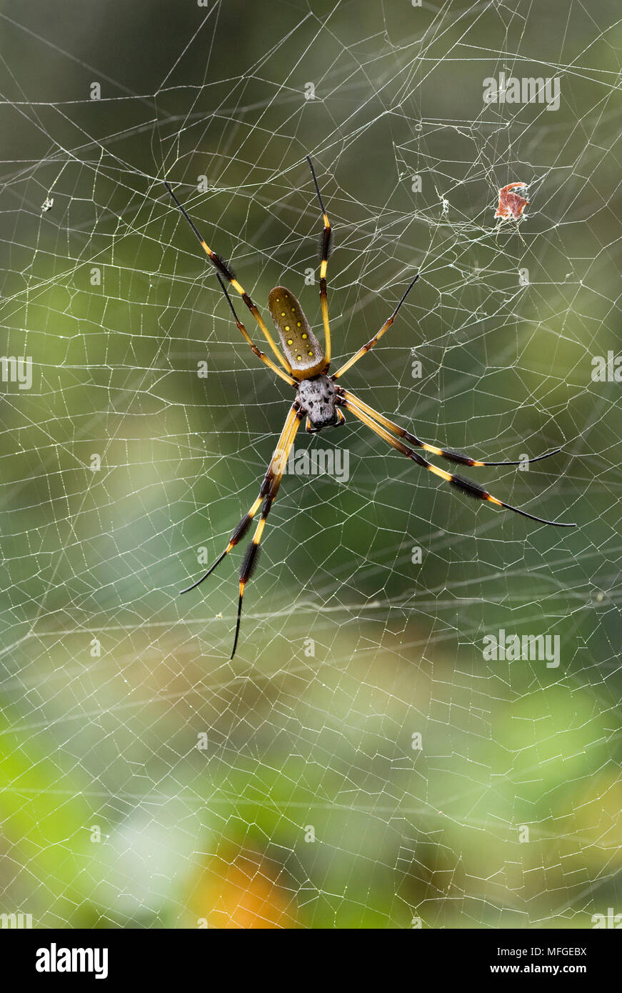 Golden orb spiders costa rica hi-res stock photography and images - Alamy