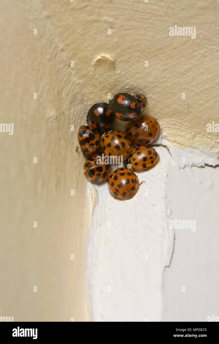 Hibernating ladybugs hi-res stock photography and images - Alamy