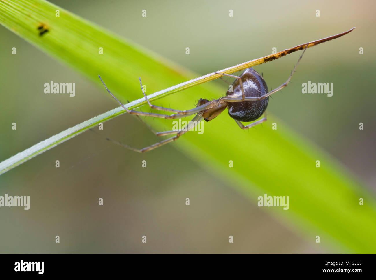 LINYPHIID SPIDER at rest away from its web LINYPHIIDAE Stock Photo - Alamy