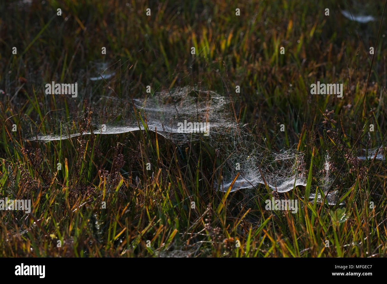 HAMMOCK WEB of Linyphid spider at dawn (money spider Stock Photo - Alamy