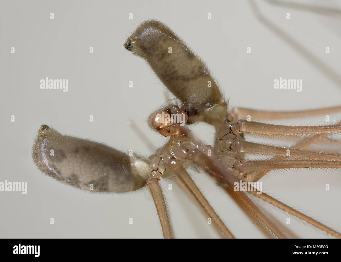 Mating spiders hi-res stock photography and images - Alamy