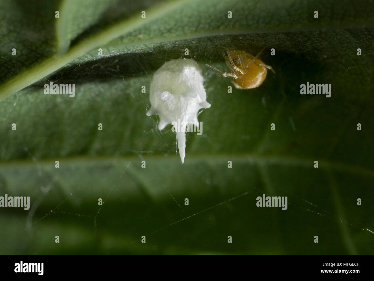 SCAFFOLD-WEB SPIDER egg sac (Theridian pallens)THERIDIIDAE(Spider size ...