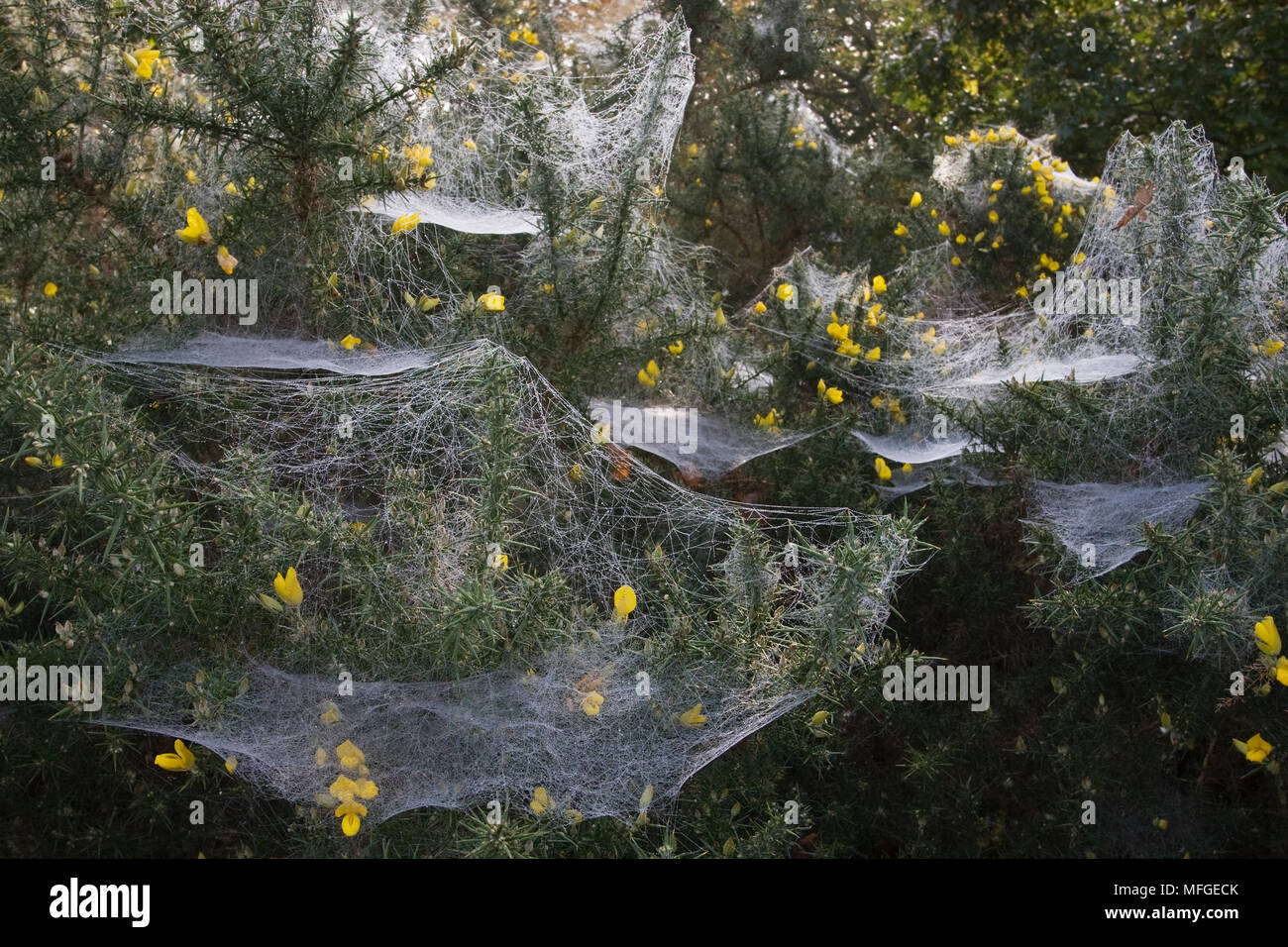 AUTUMN WEBS in GORSE (mostly Linyphiid spiders Stock Photo - Alamy