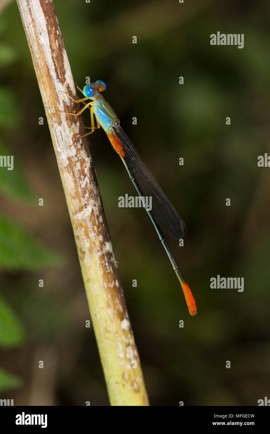DAMSELFLY, Assam, India. Odonata Stock Photo - Alamy