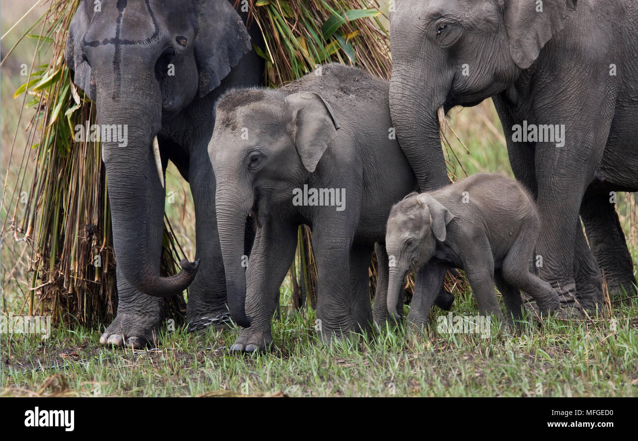 INDIAN ELEPHANT familly of domesticated elephants being brought food on ...