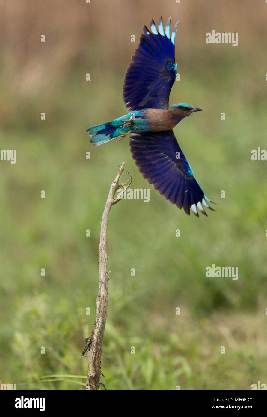INDIAN ROLLER in flight (Coracias benghalensis) Assam, India Stock ...