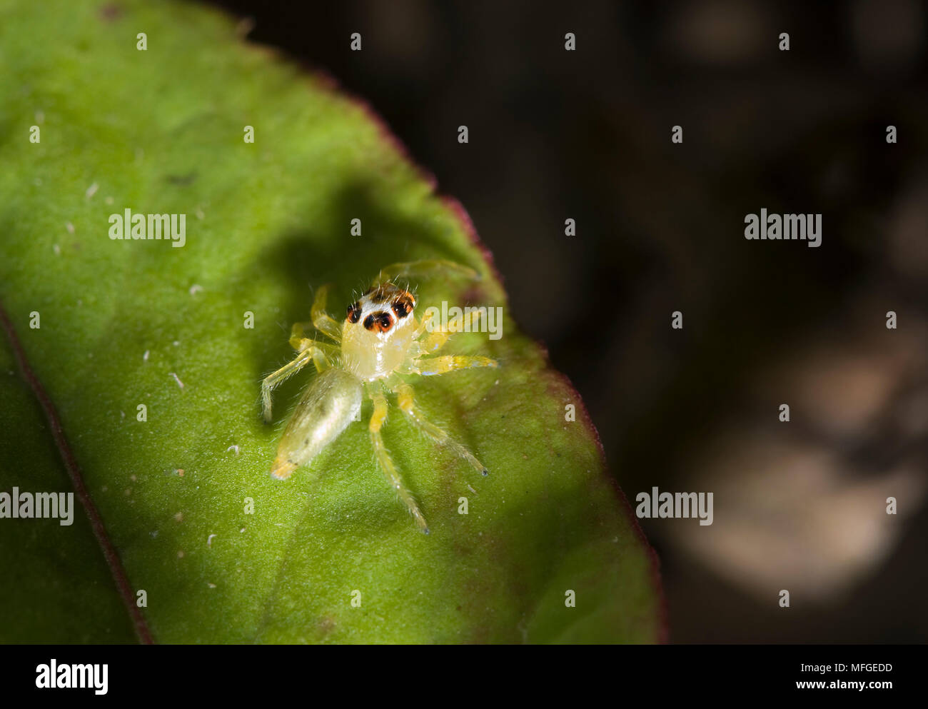 JUMPING SPIDER Assam, India Stock Photo - Alamy