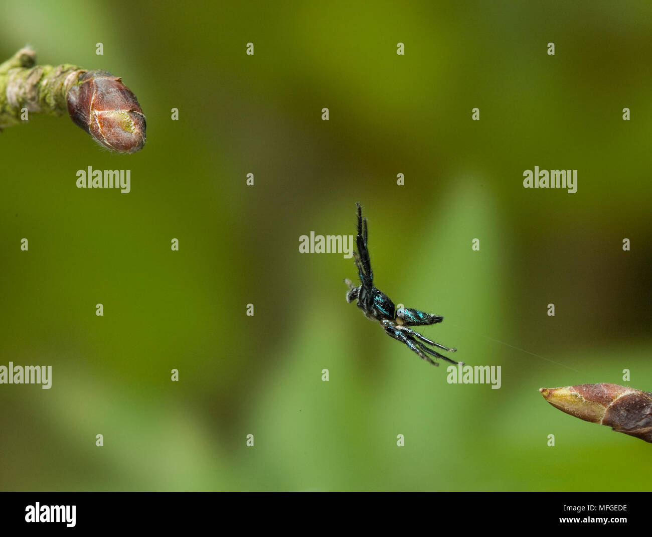 JUMPING SPIDER leaping (Salticidae) Assam, India Stock Photo - Alamy