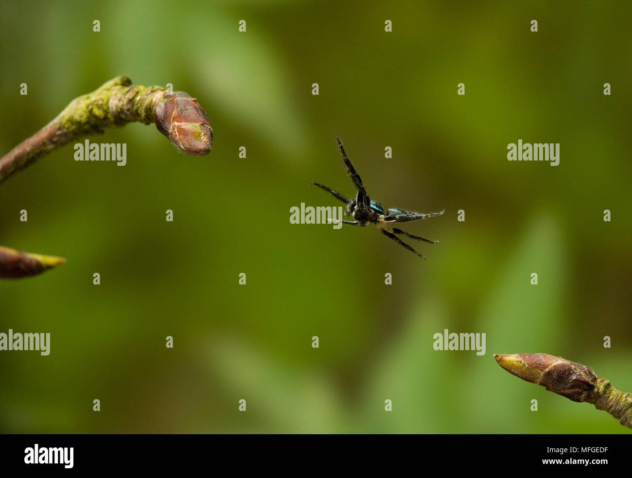 JUMPING SPIDER leaping (Salticidae) Assam, India Stock Photo - Alamy