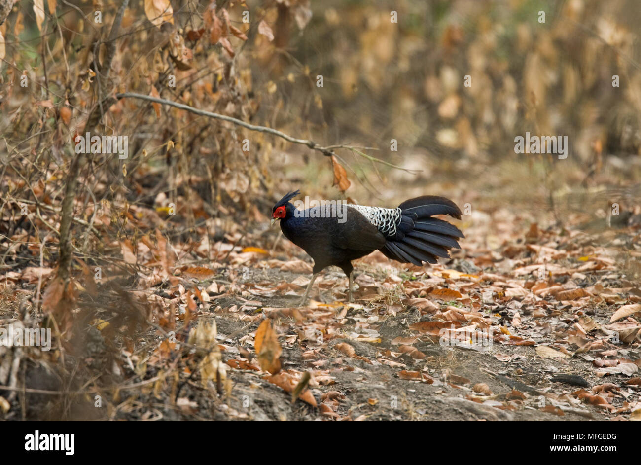 KALEEG PHEASANT (Lophura leucomelanos) A rare and threatened pheasant ...