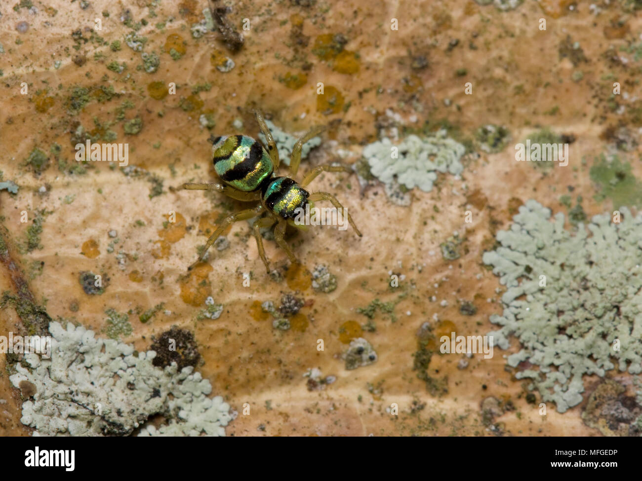 JUMPING SPIDER (Salticidae) Assam, India Stock Photo - Alamy