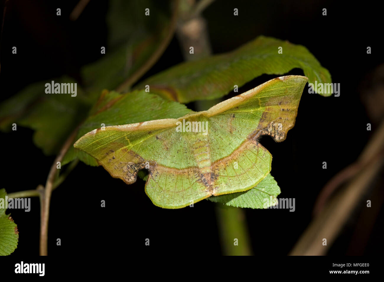MOTH Assam, India Stock Photo - Alamy
