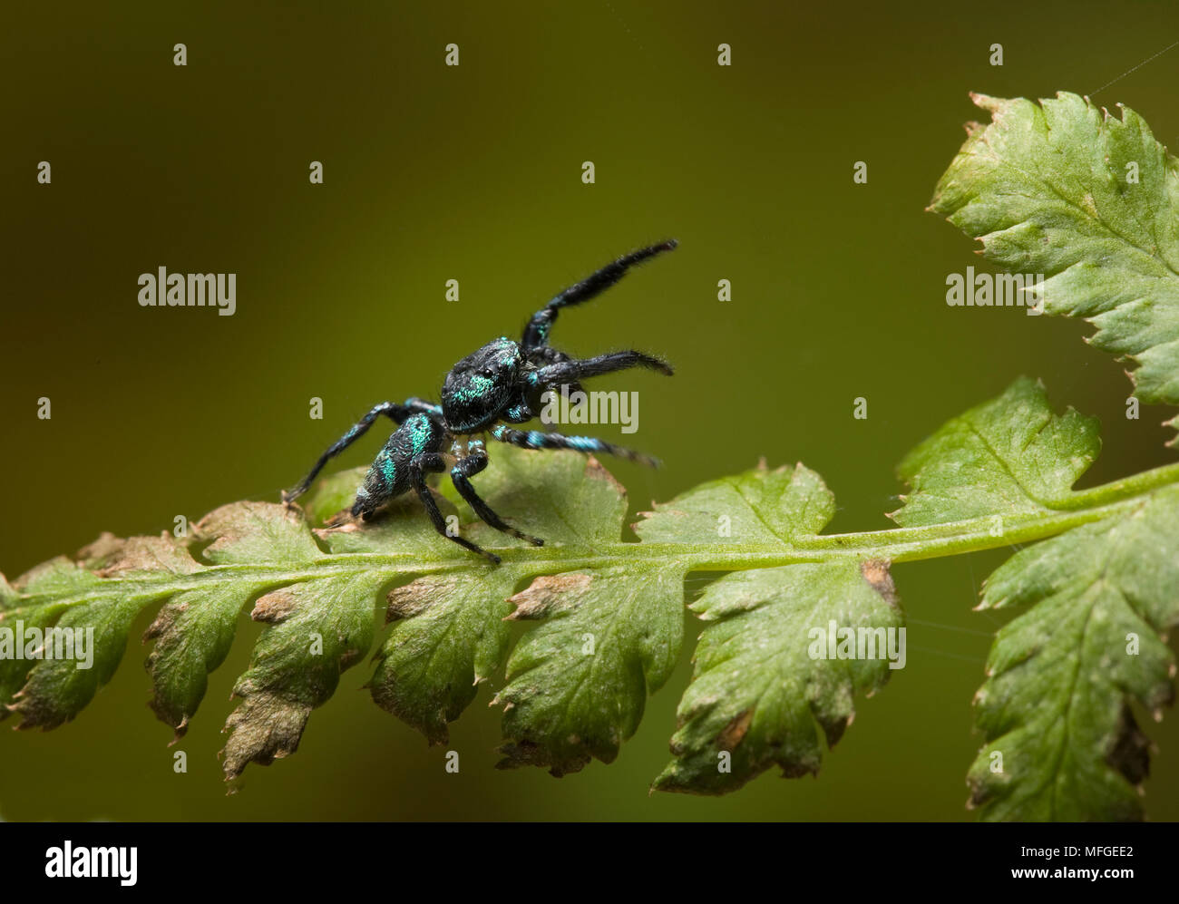 JUMPING SPIDER (Salticidae) Assam, India Stock Photo - Alamy
