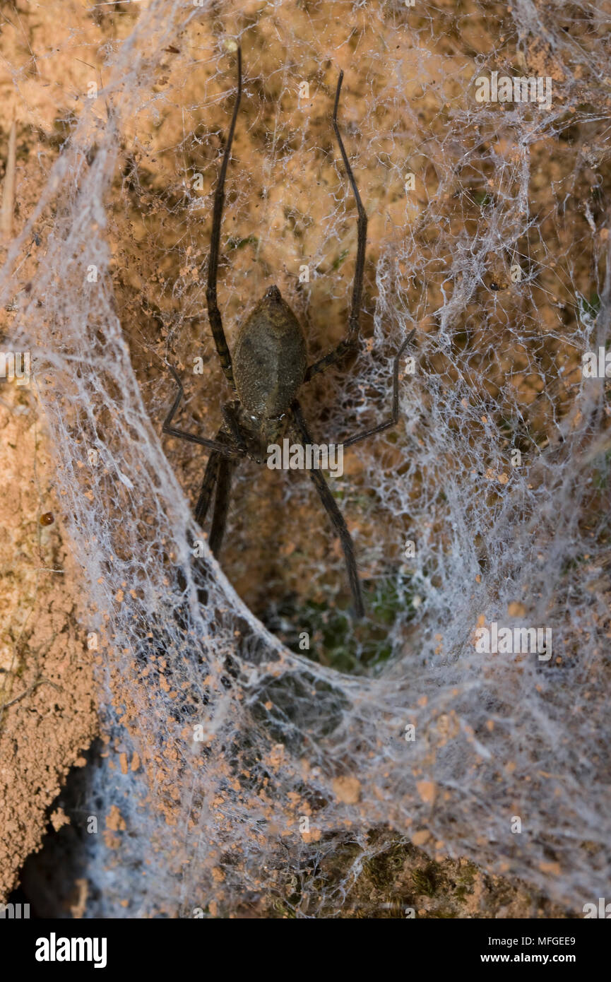 Tunnel web spider 181 hi-res stock photography and images - Alamy