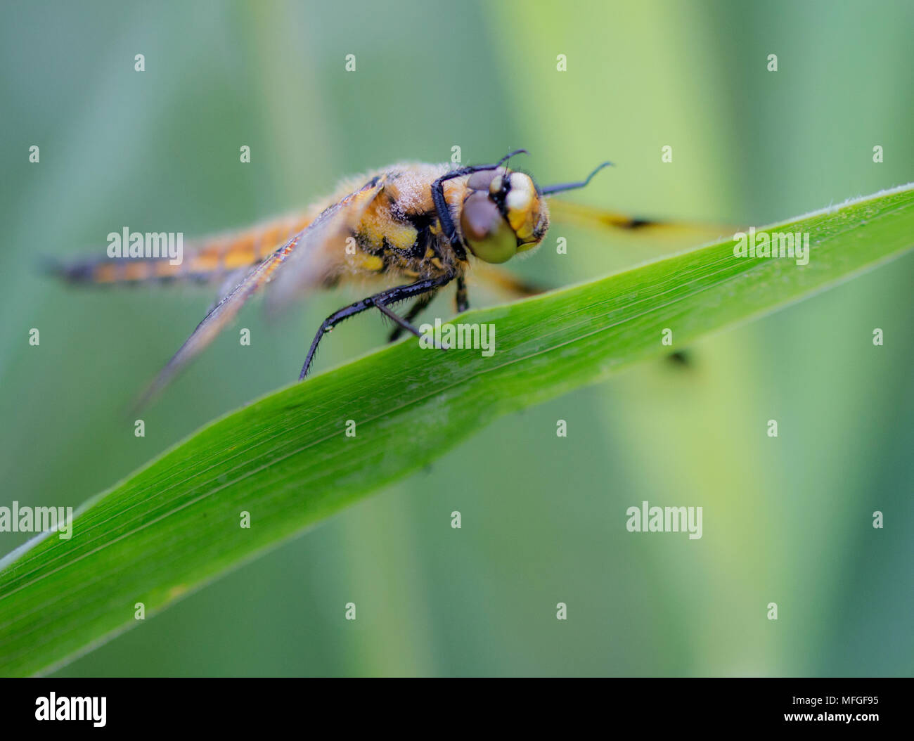 Common aeshna dragonfly at rest hi-res stock photography and images - Alamy