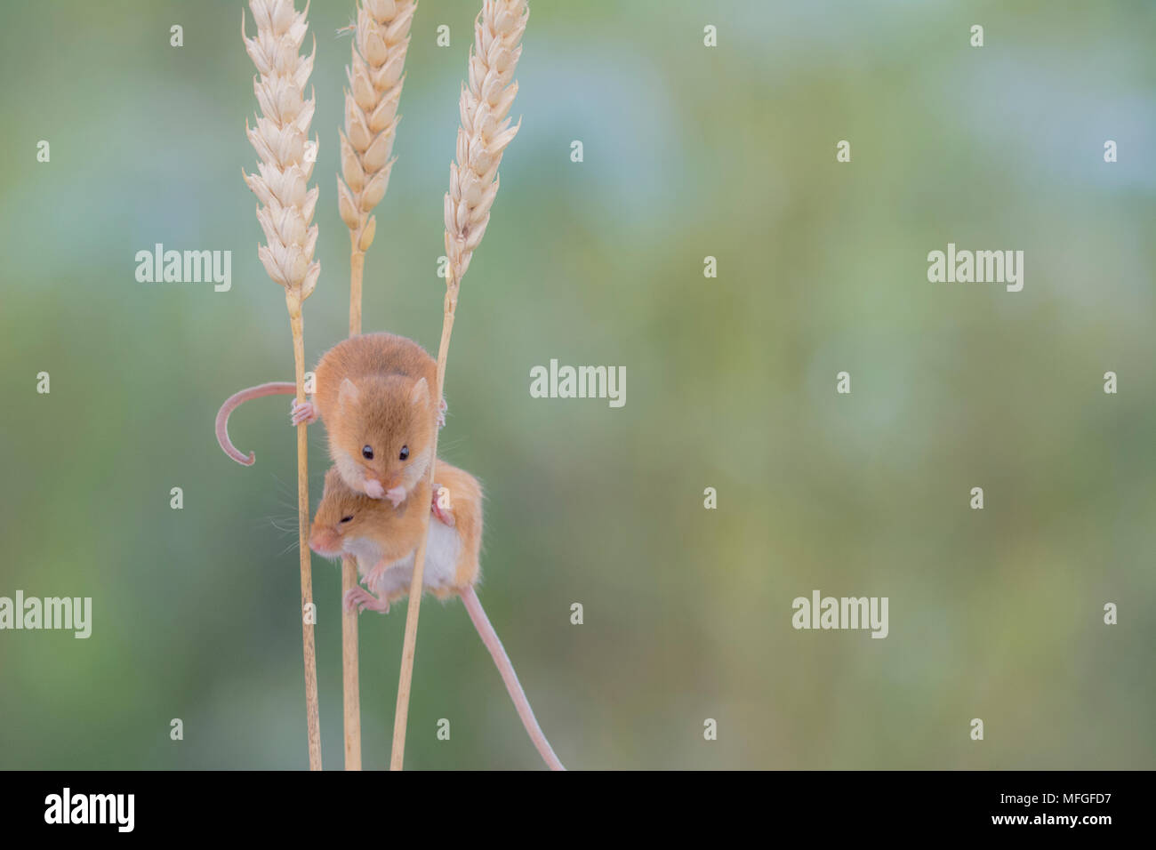 Cute harvest mice climbing on corn Stock Photo - Alamy