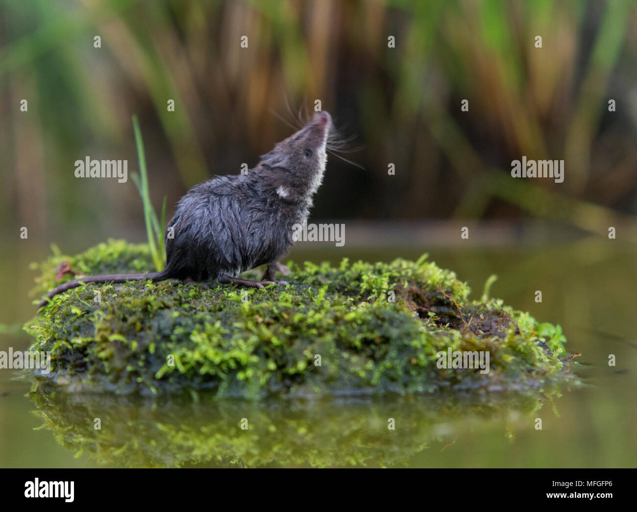 Water Shrew High Resolution Stock Photography and Images - Alamy