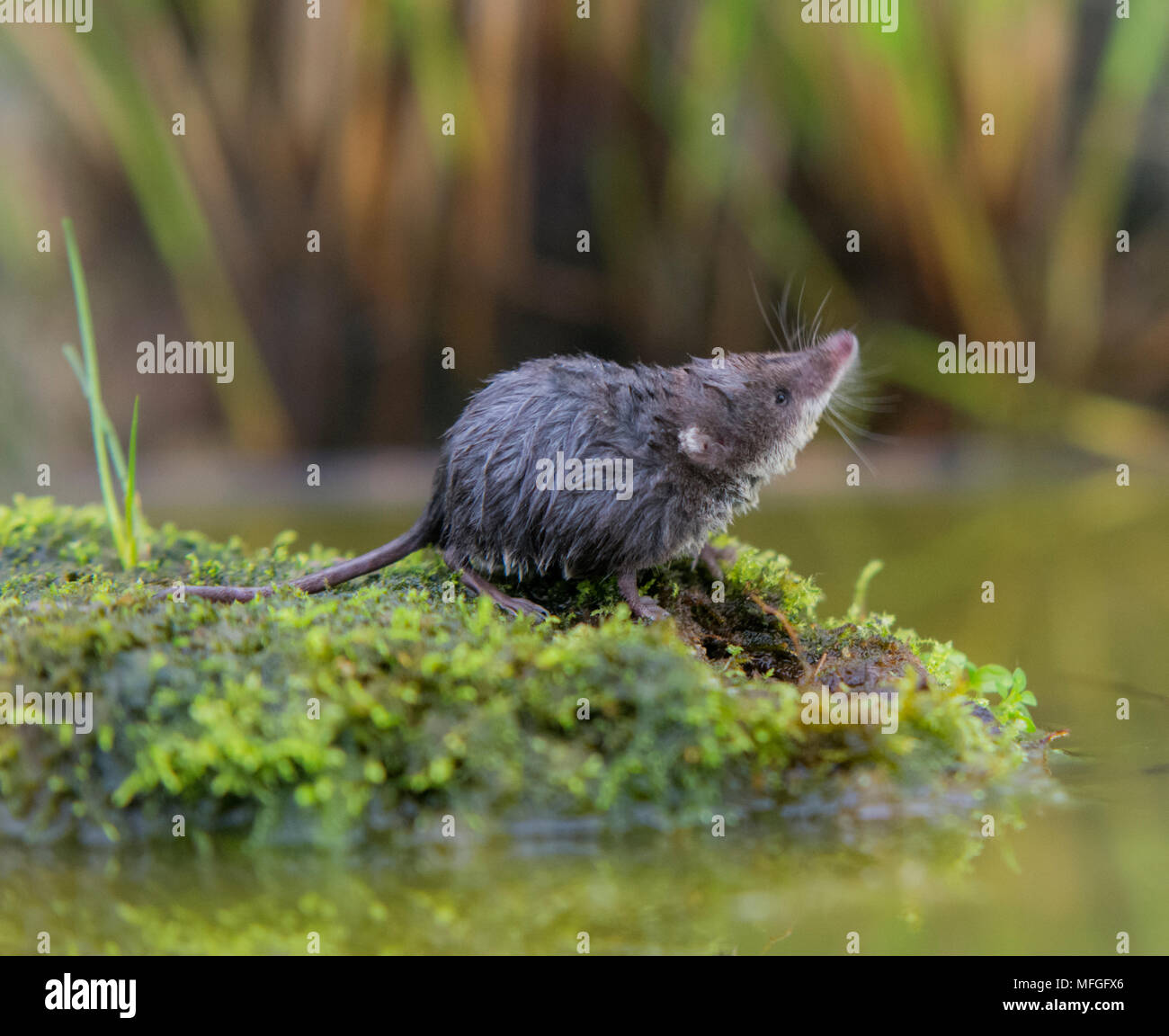 Water Shrew sitting on a little island Stock Photo - Alamy