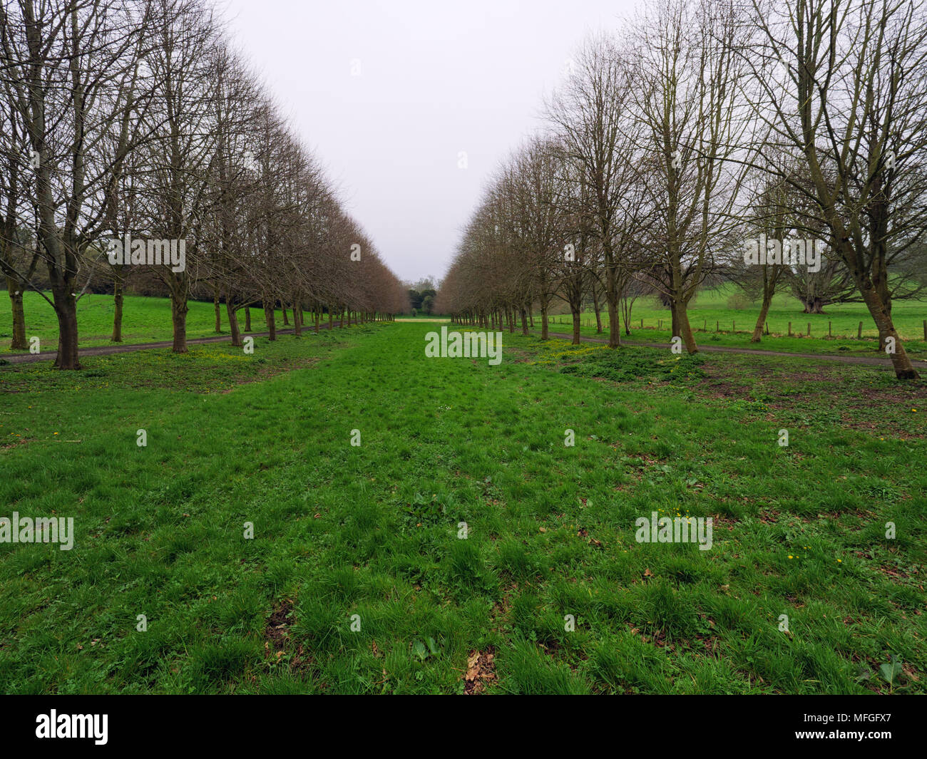 Spring forest park,Northern Ireland Stock Photo - Alamy