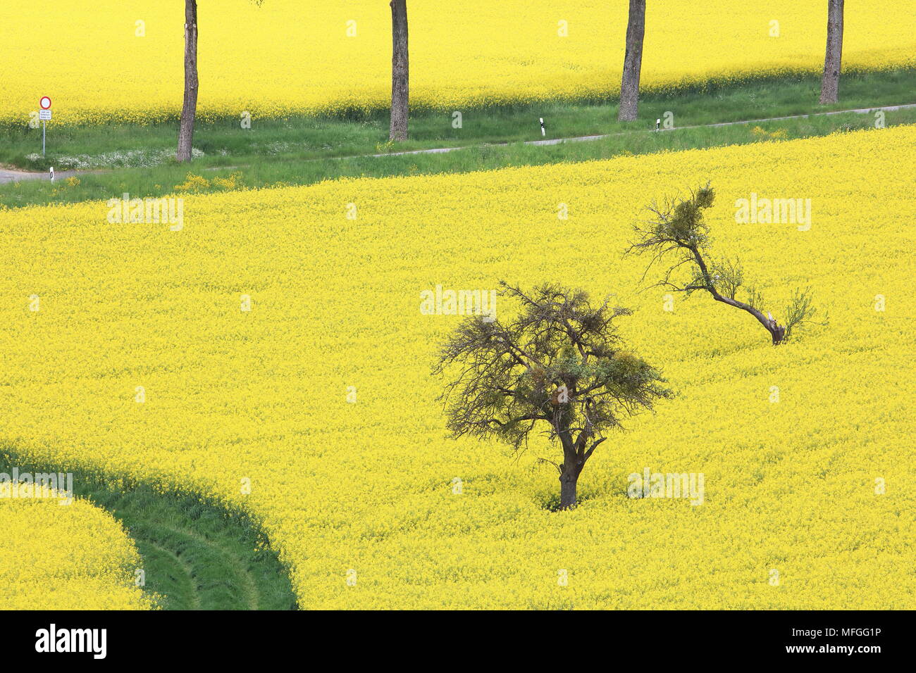 Field of yellow rapeseed in Germany Stock Photo - Alamy