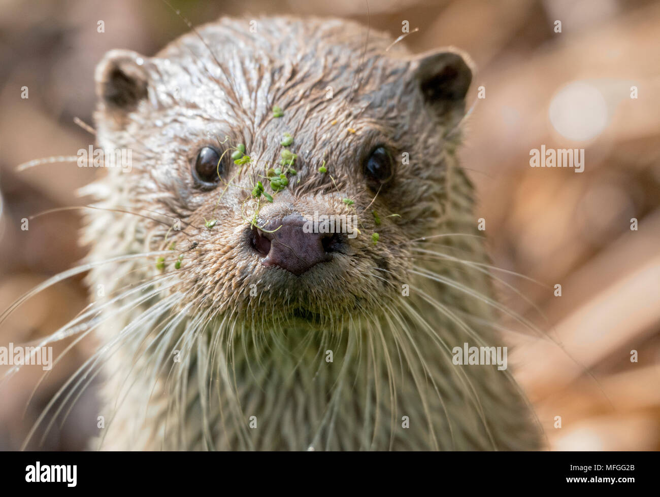 Curious otter staring straight into the camera Stock Photo - Alamy