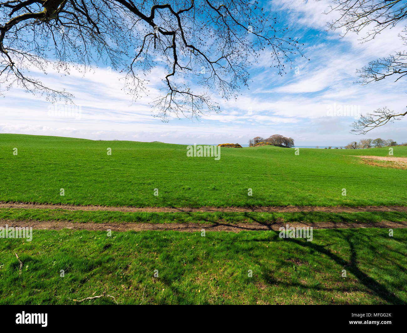 Spring forest park,Northern Ireland Stock Photo - Alamy