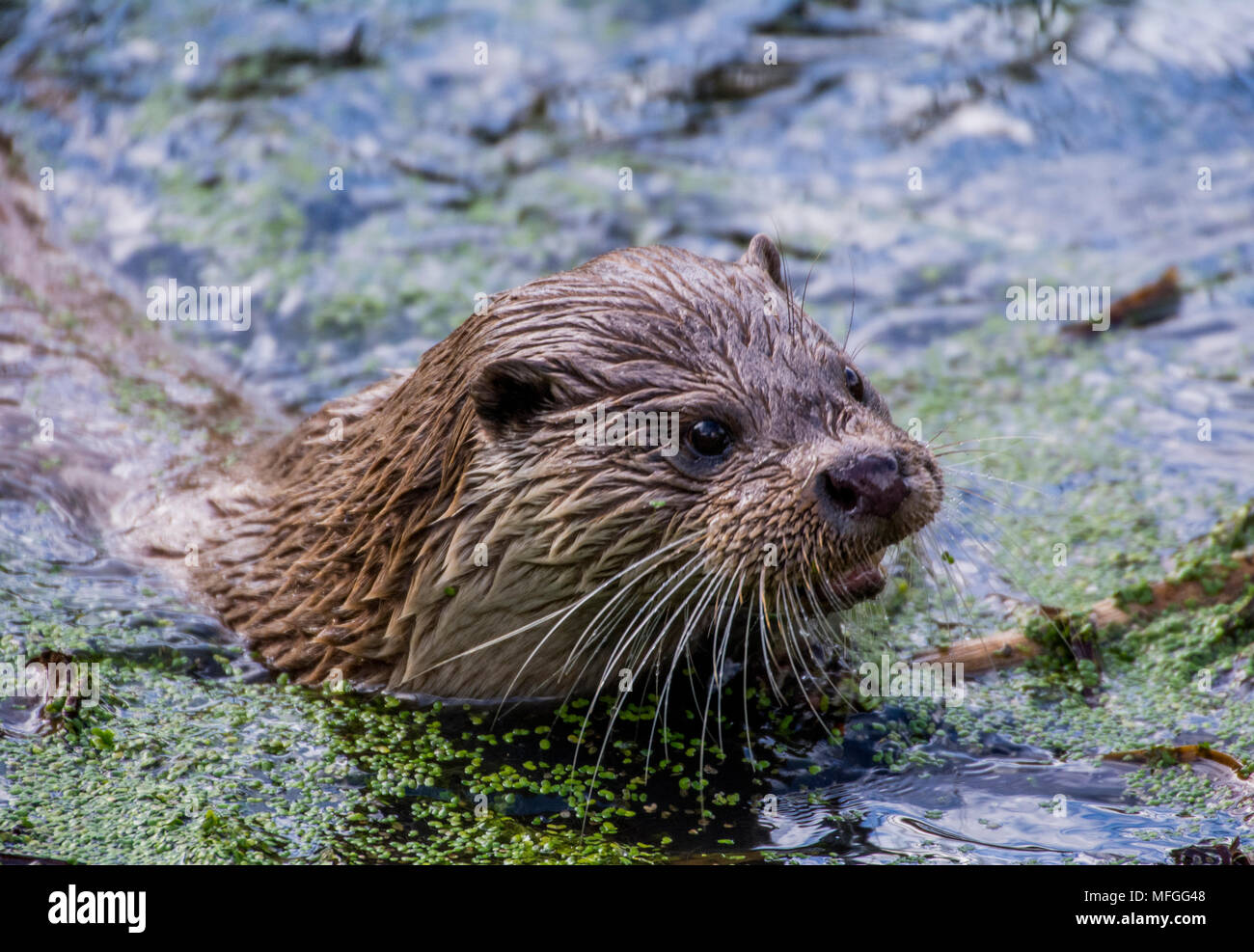 Wetar hi-res stock photography and images - Alamy