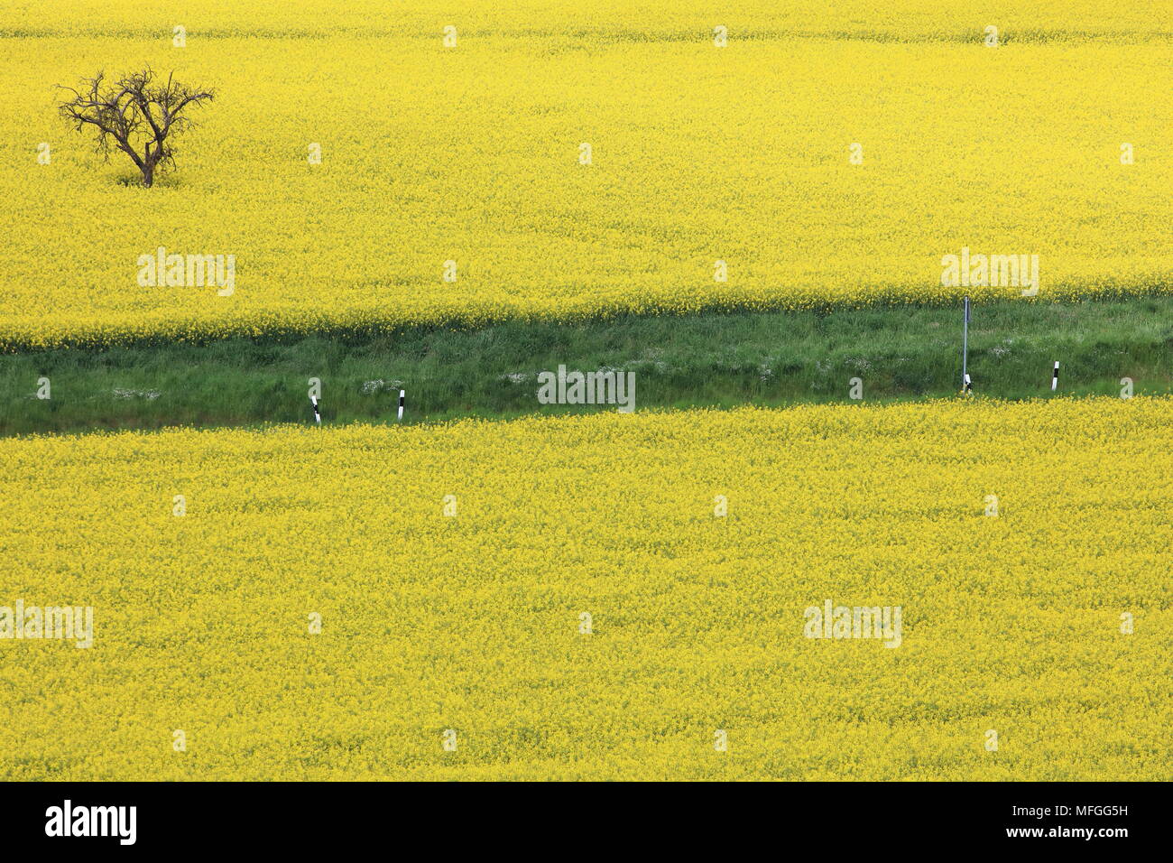 Field of yellow rapeseed in Germany Stock Photo - Alamy