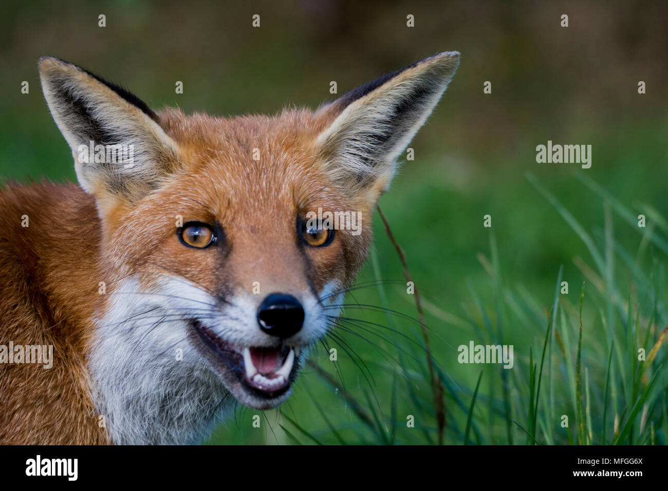 Male fox looking straight at the camera Stock Photo - Alamy