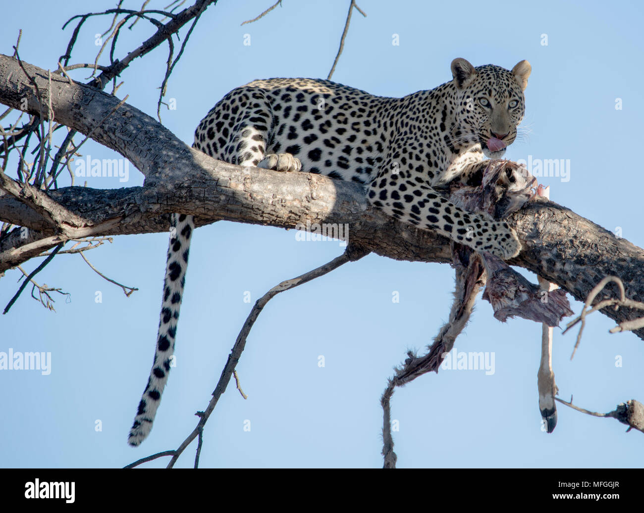 Leopard in tree hi-res stock photography and images - Alamy