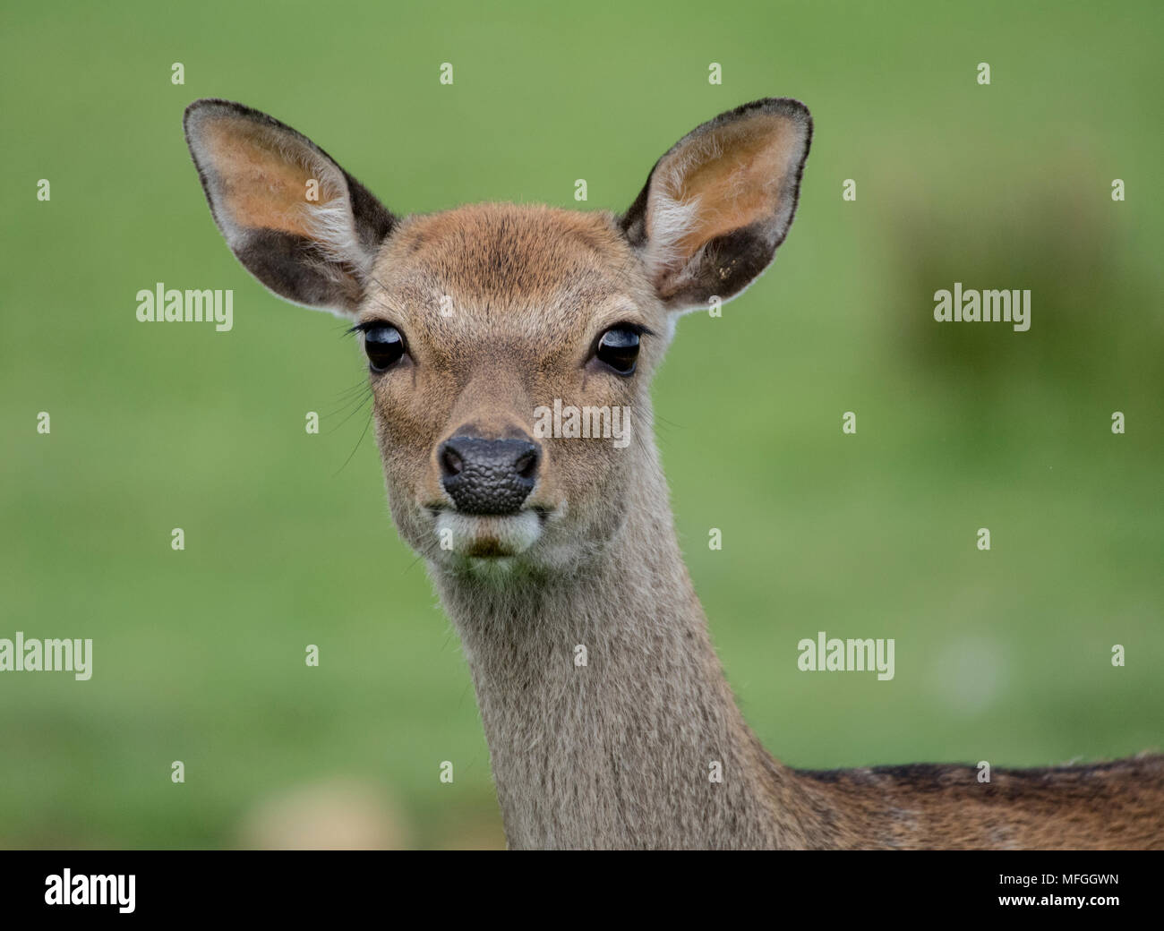 Beautiful doe deer in park Stock Photo - Alamy