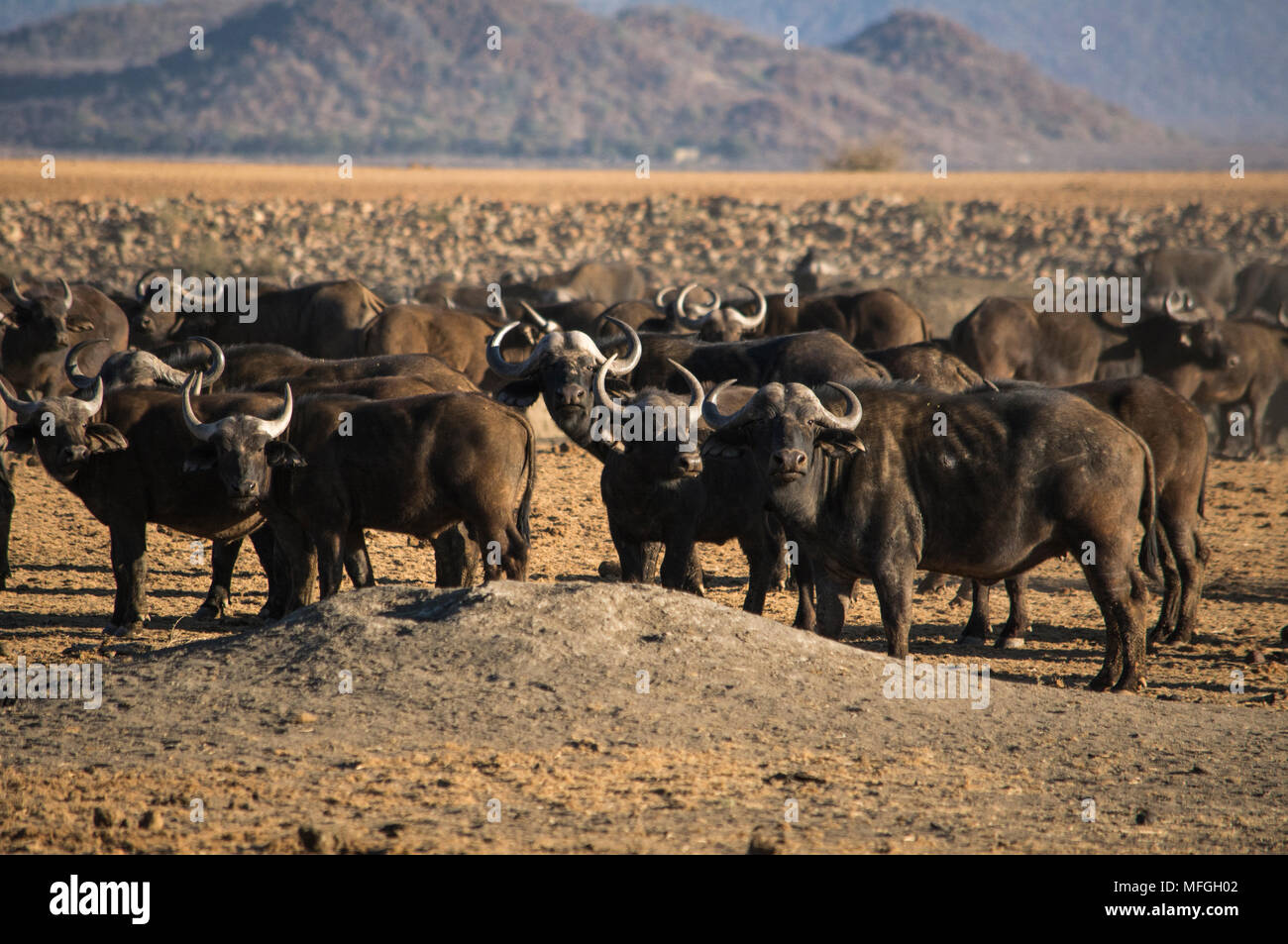 Jenna Chamberlain Stock Photos & Images from Alamy