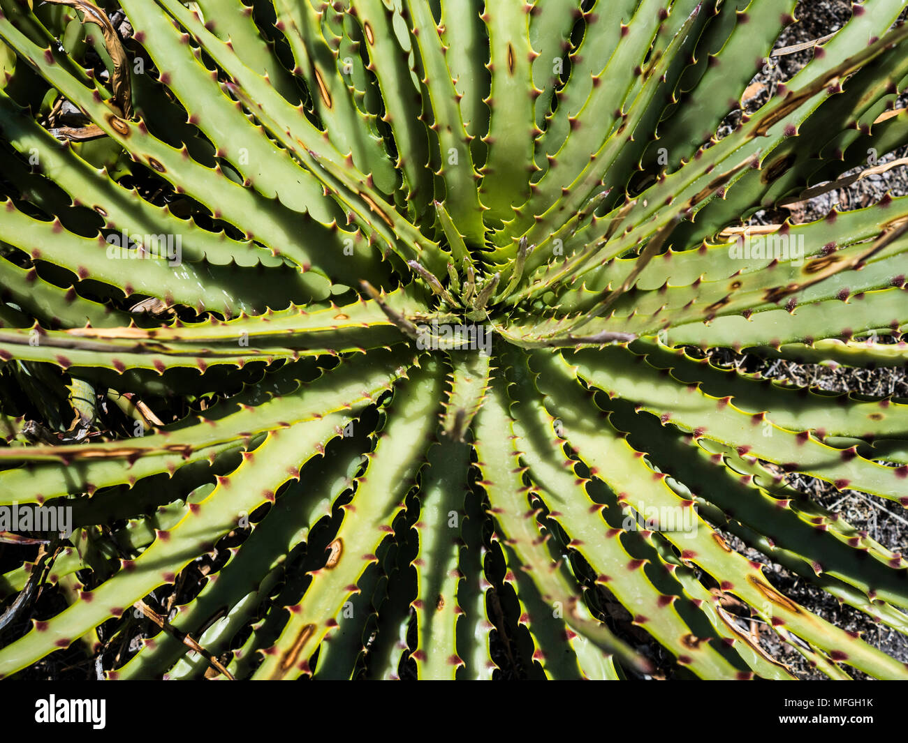 Spiky succulent hi-res stock photography and images - Alamy