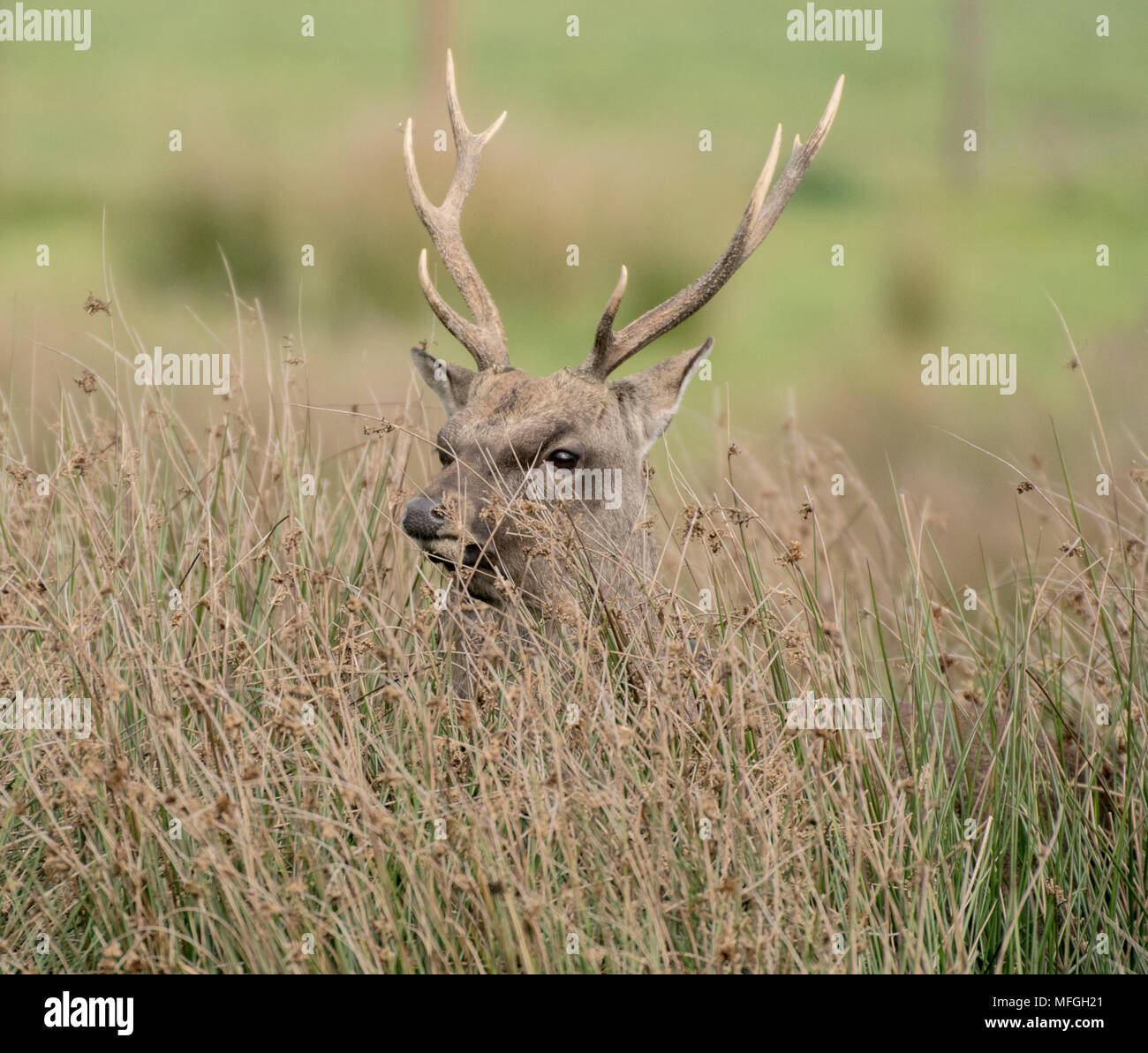 Jenna chamberlain Stock Photos & Images from Alamy