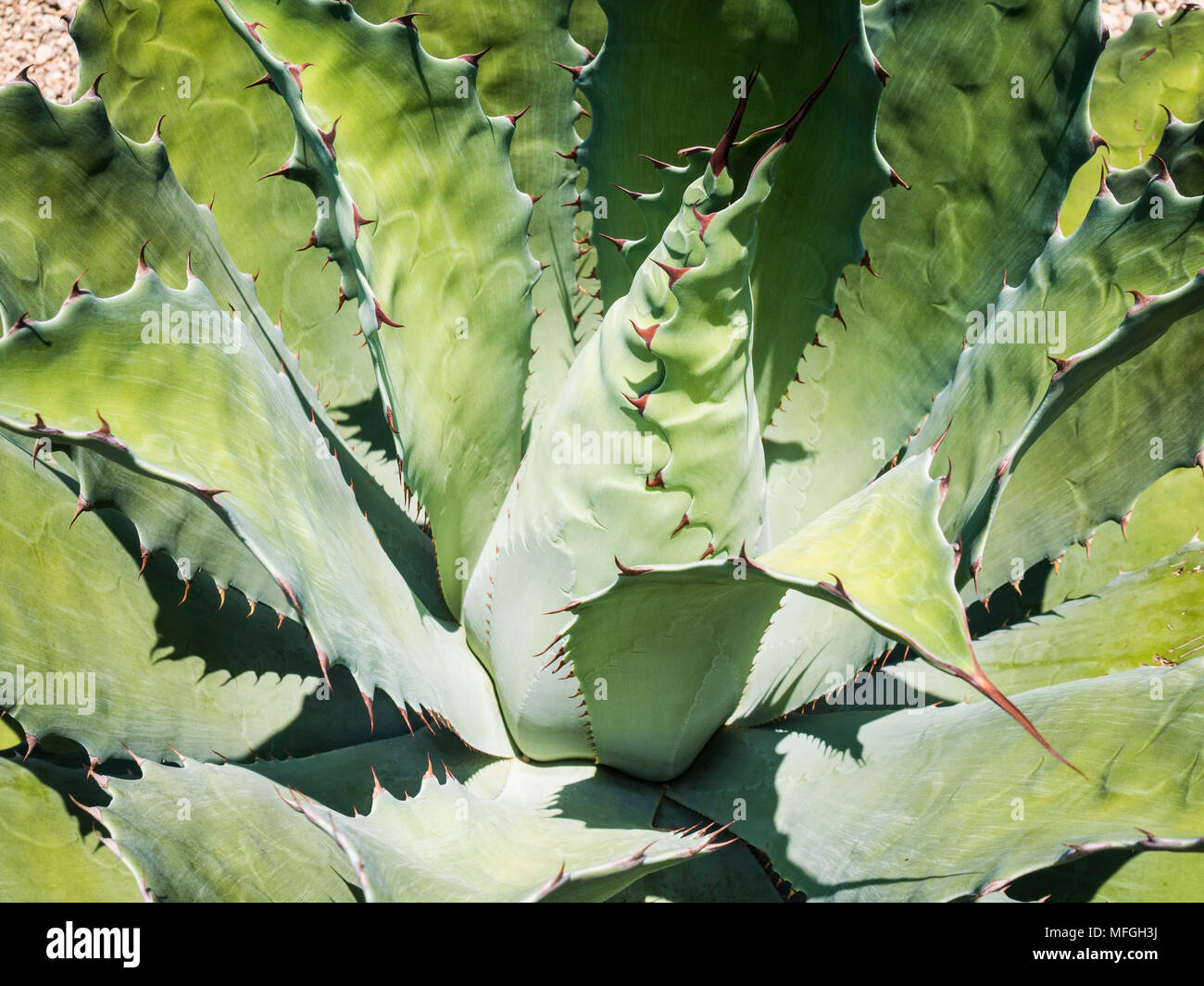 The ethnobotanical garden of oaxaca hi-res stock photography and images ...