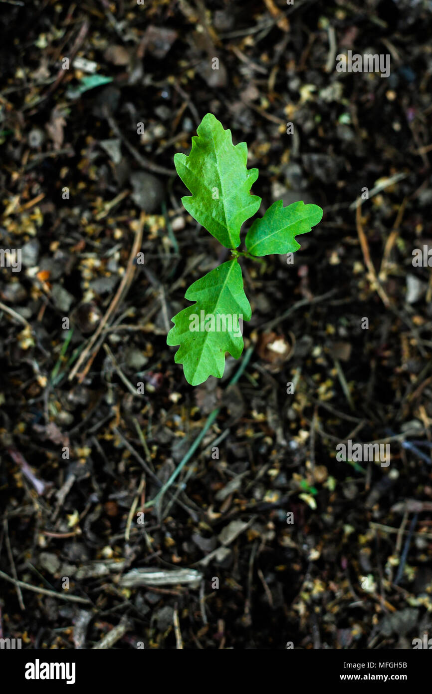 Oak sapling hi-res stock photography and images - Alamy