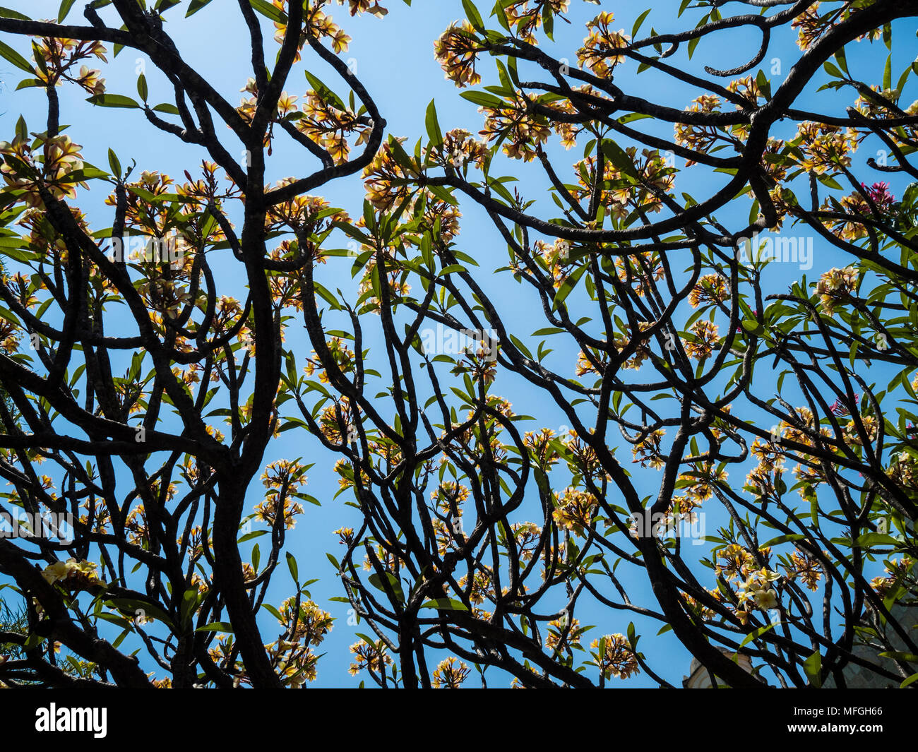 Plumeria Trees in the Ethnobotanical Garden of Oaxaca, Mexico Stock ...