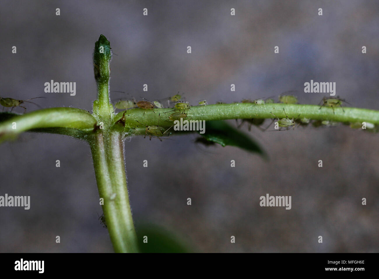 Leaf lice hi-res stock photography and images - Alamy