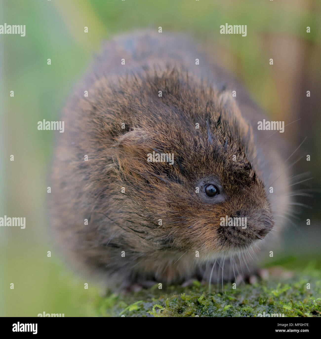 Bank vole portrait hi-res stock photography and images - Alamy