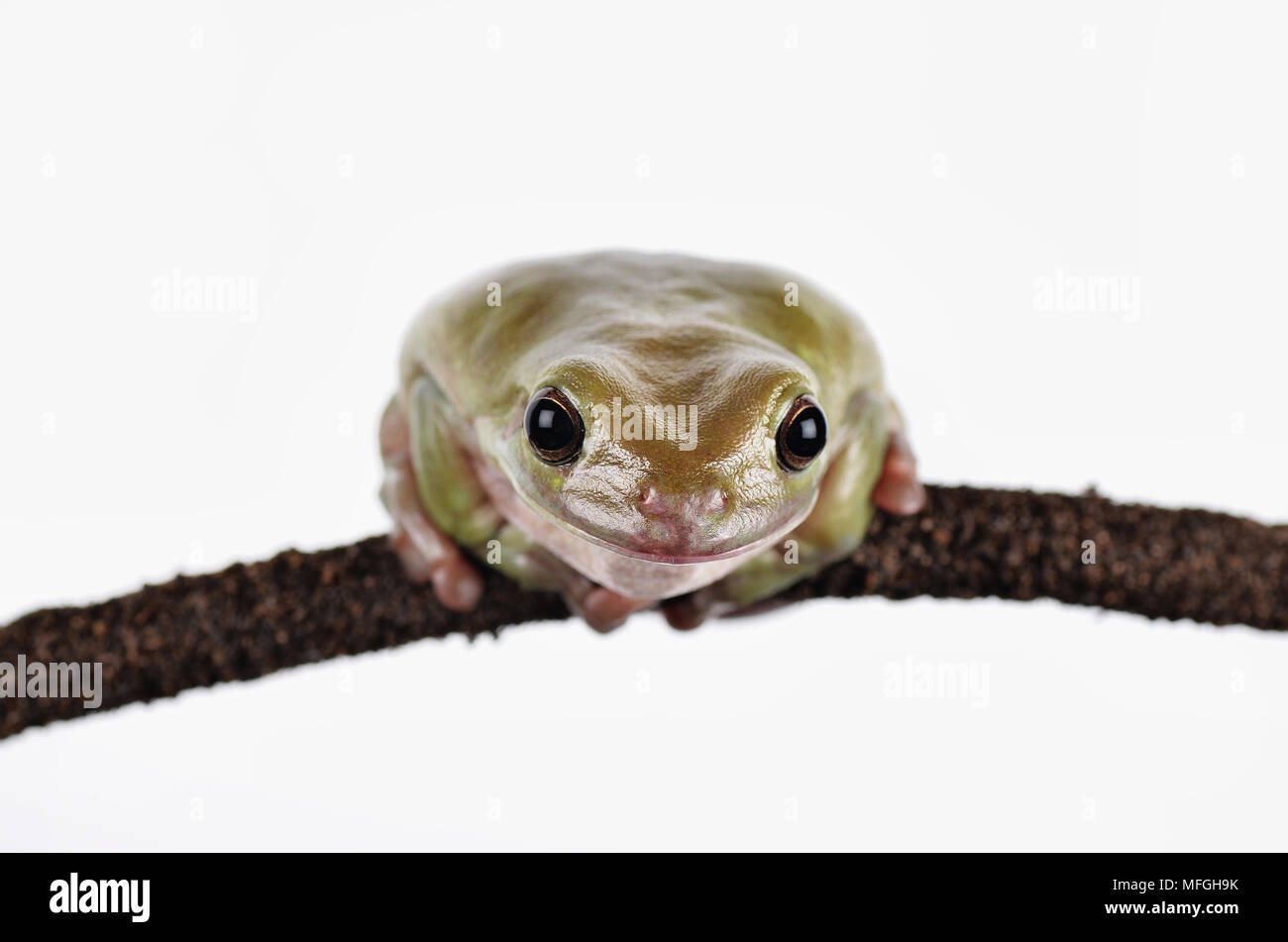 Australian white tree frog hi-res stock photography and images - Alamy