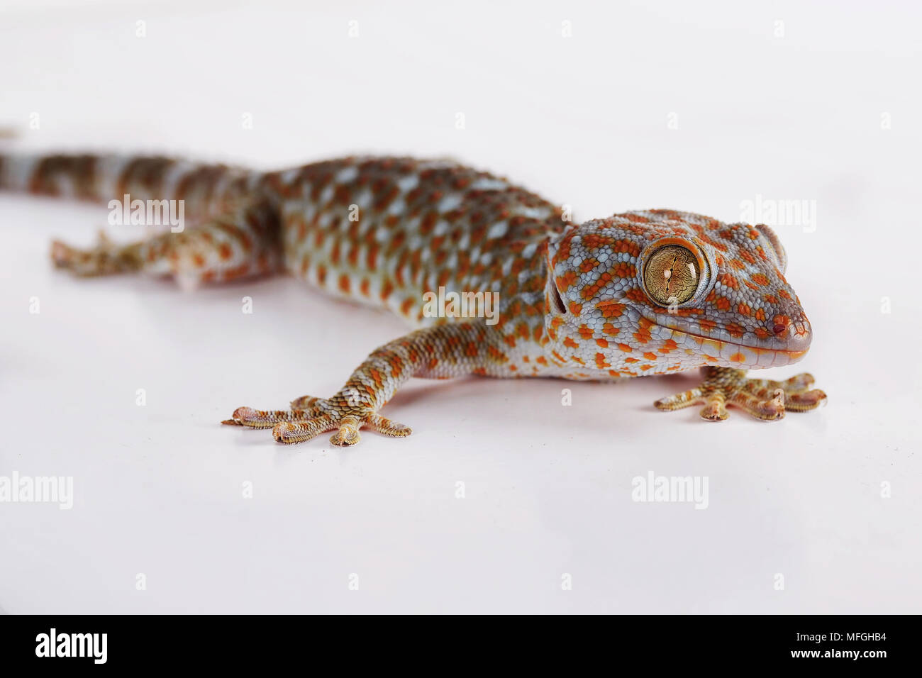 Tokay gecko hi-res stock photography and images - Alamy