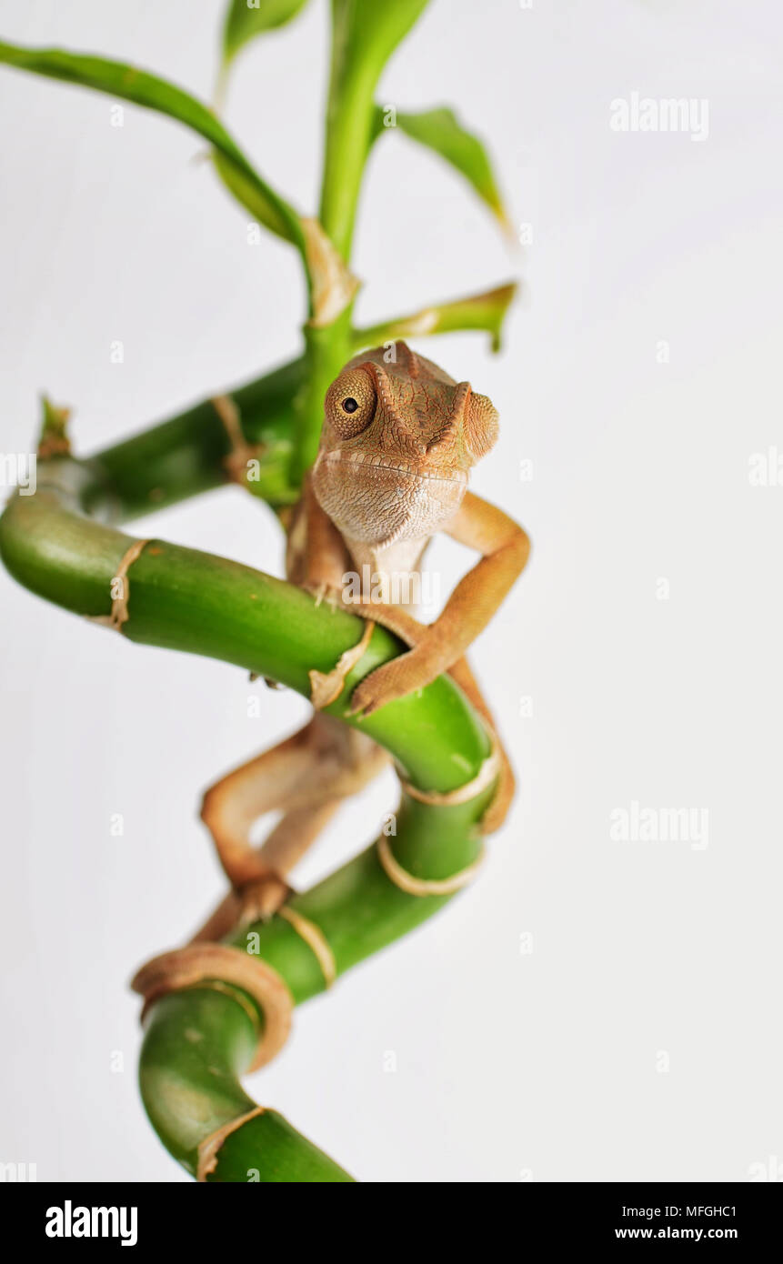 Studio shoot, Chameleon climbing bamboo Stock Photo - Alamy