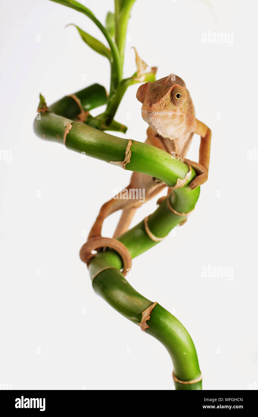 Studio shoot, Chameleon climbing bamboo Stock Photo - Alamy