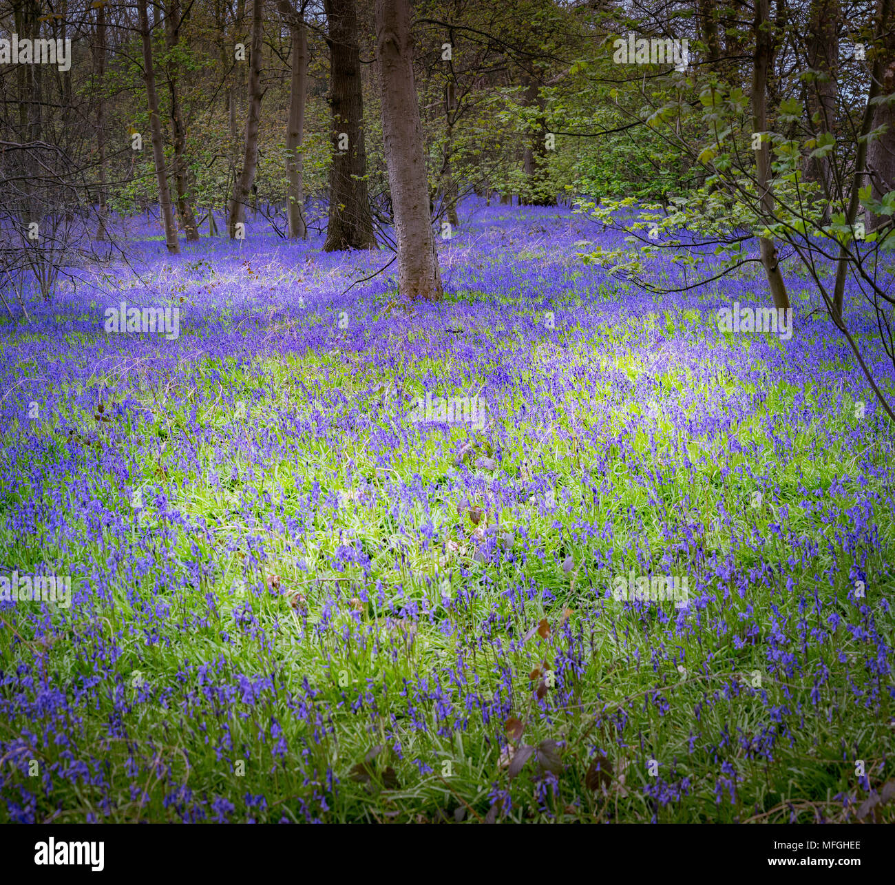 Kings wood bawtry hi-res stock photography and images - Alamy