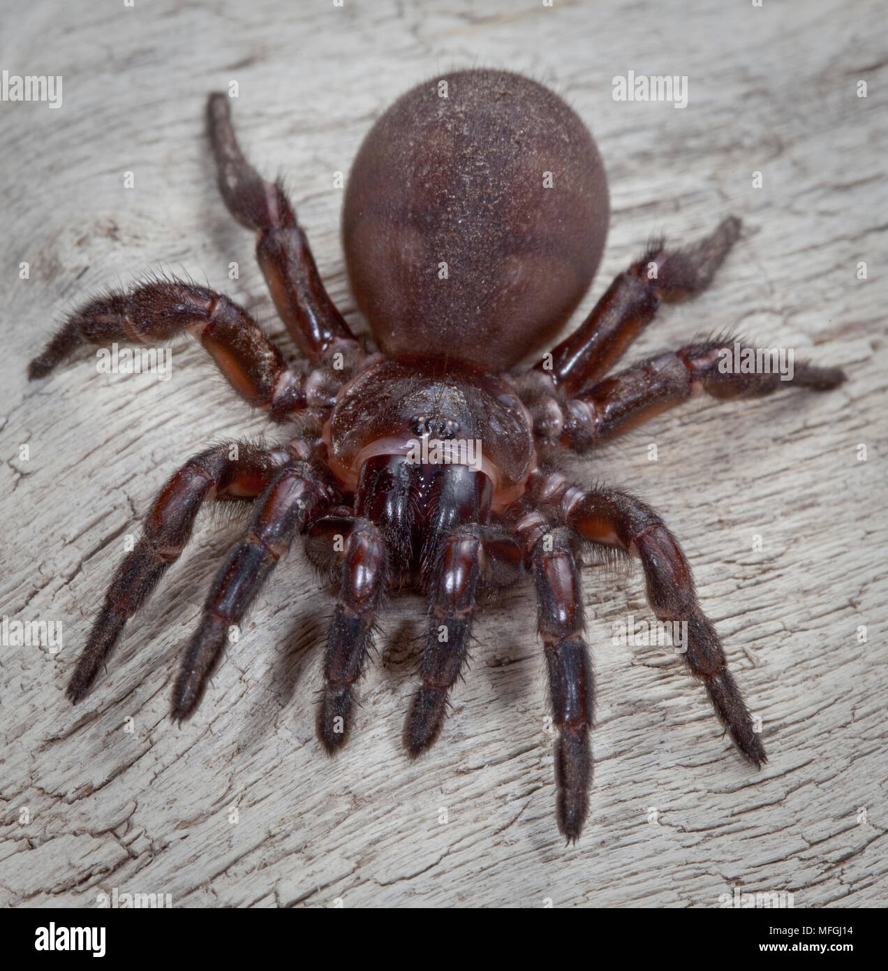 Trapdoor spider hi-res stock photography and images - Alamy