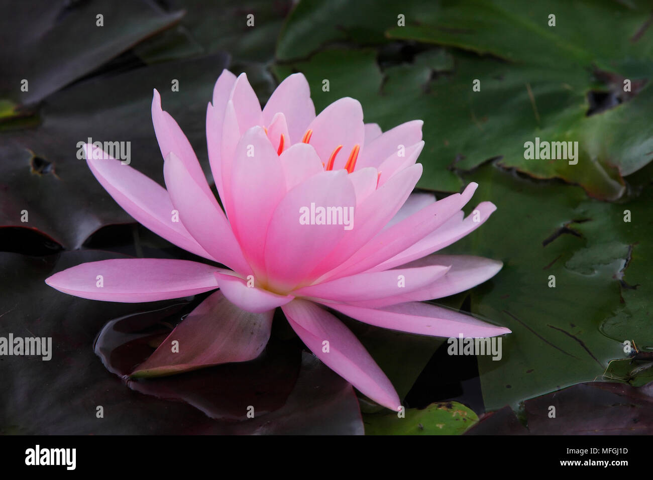 Water Lily (Nymphaea spp.), Armidale New South Wales, Australia Stock ...