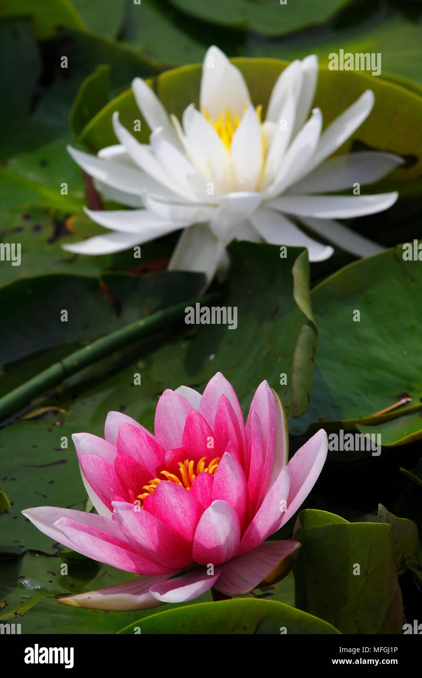 Nymphaea spp hi-res stock photography and images - Alamy