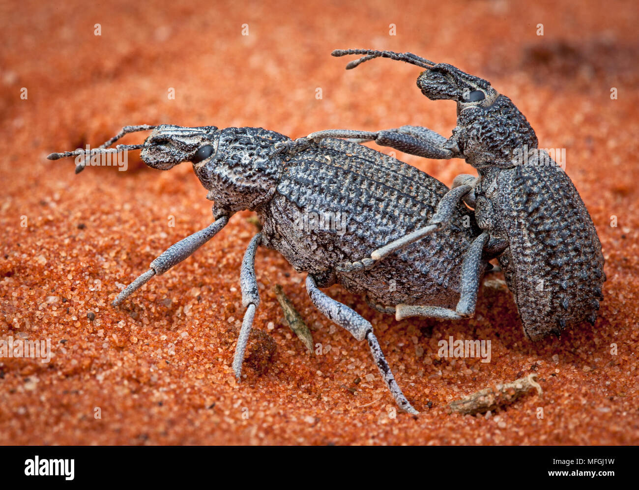 Weevil 0006 hi-res stock photography and images - Alamy